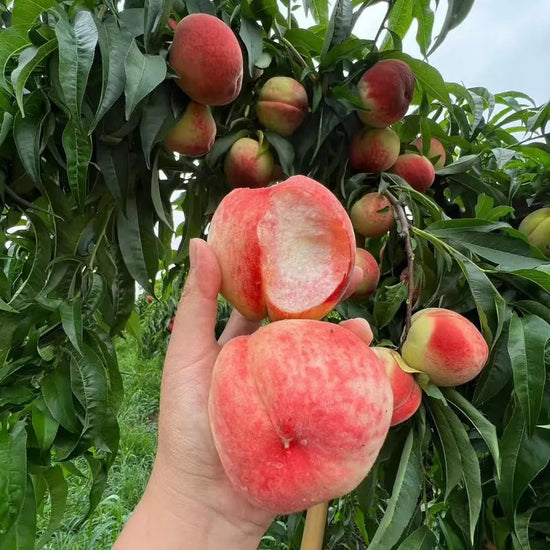 Ultra-Sweet Peach Tree Planting Kit | Grow Your Own Orchard - Fast ...