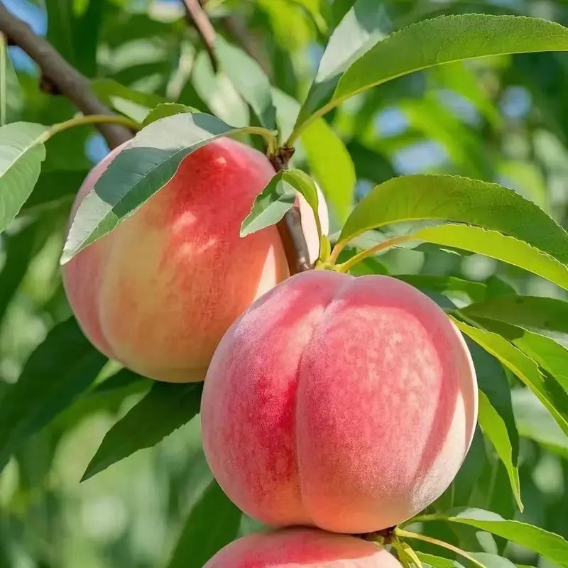 Ultra-Sweet Peach Tree Planting Kit | Grow Your Own Orchard - Fast ...
