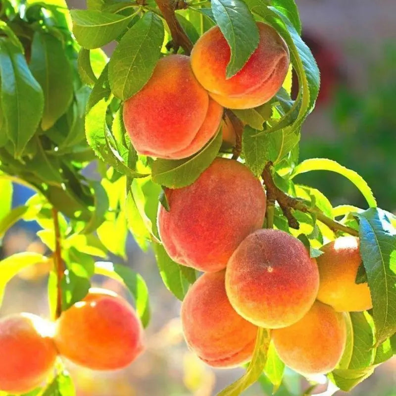 Ultra-Sweet Peach Tree Planting Kit | Grow Your Own Orchard - Fast ...